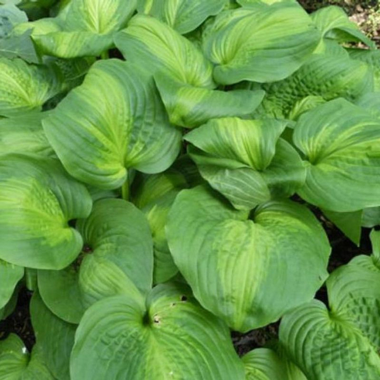 Hosta - Avocado – SheyWest