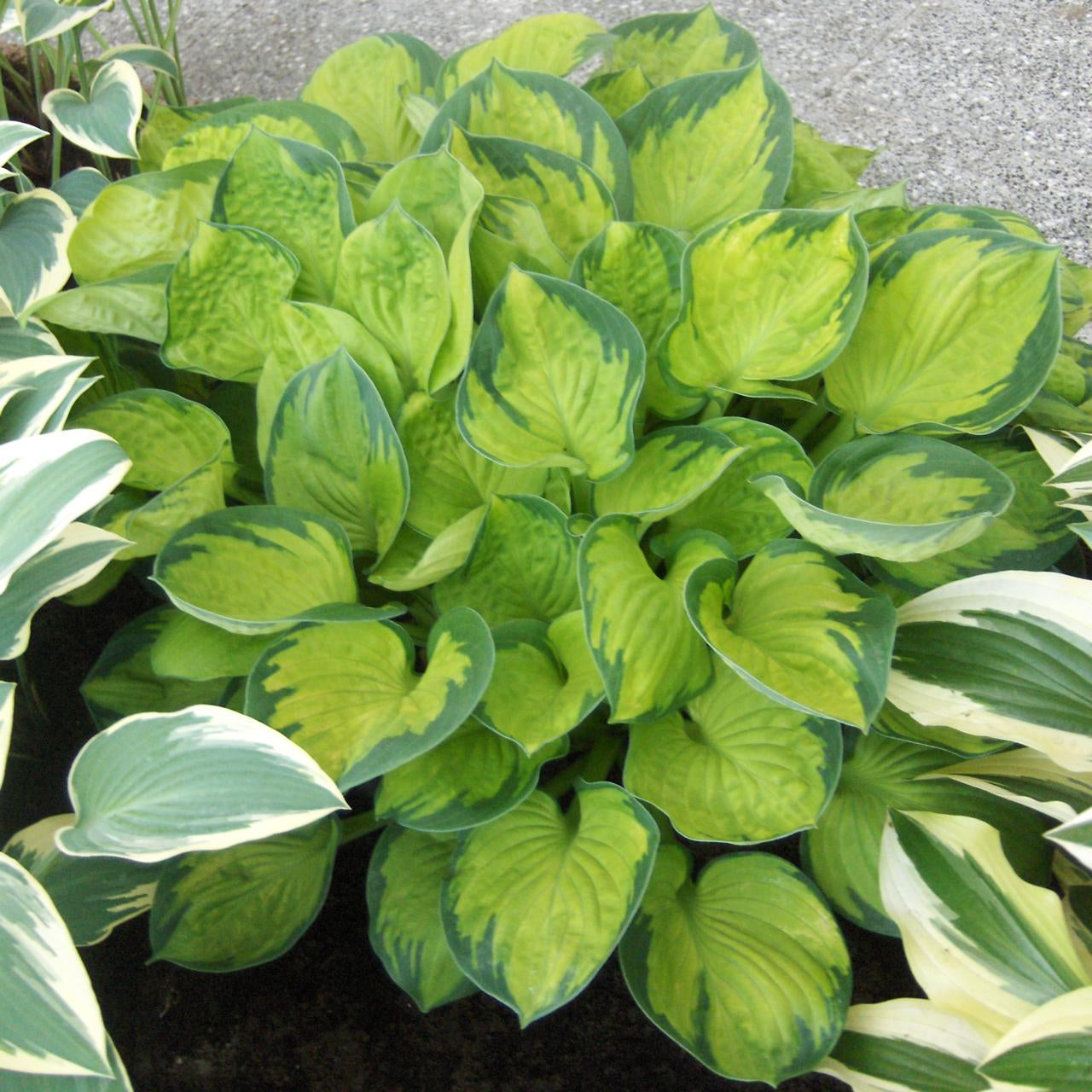 Hosta - Rainforest Sunrise – SheyWest
