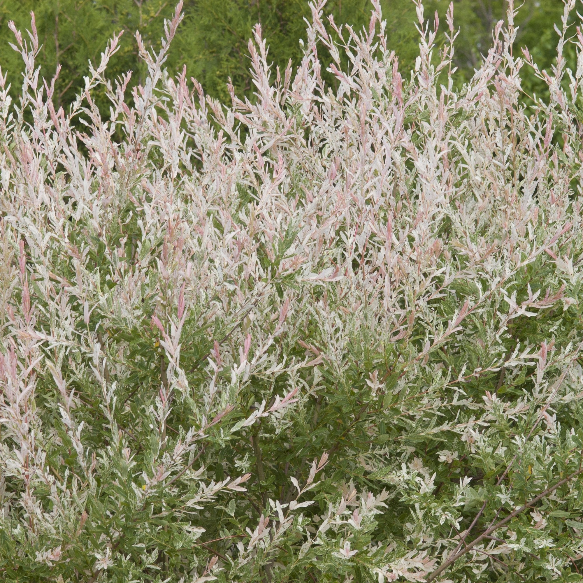 Willow - Hakura Nishiki – SheyWest