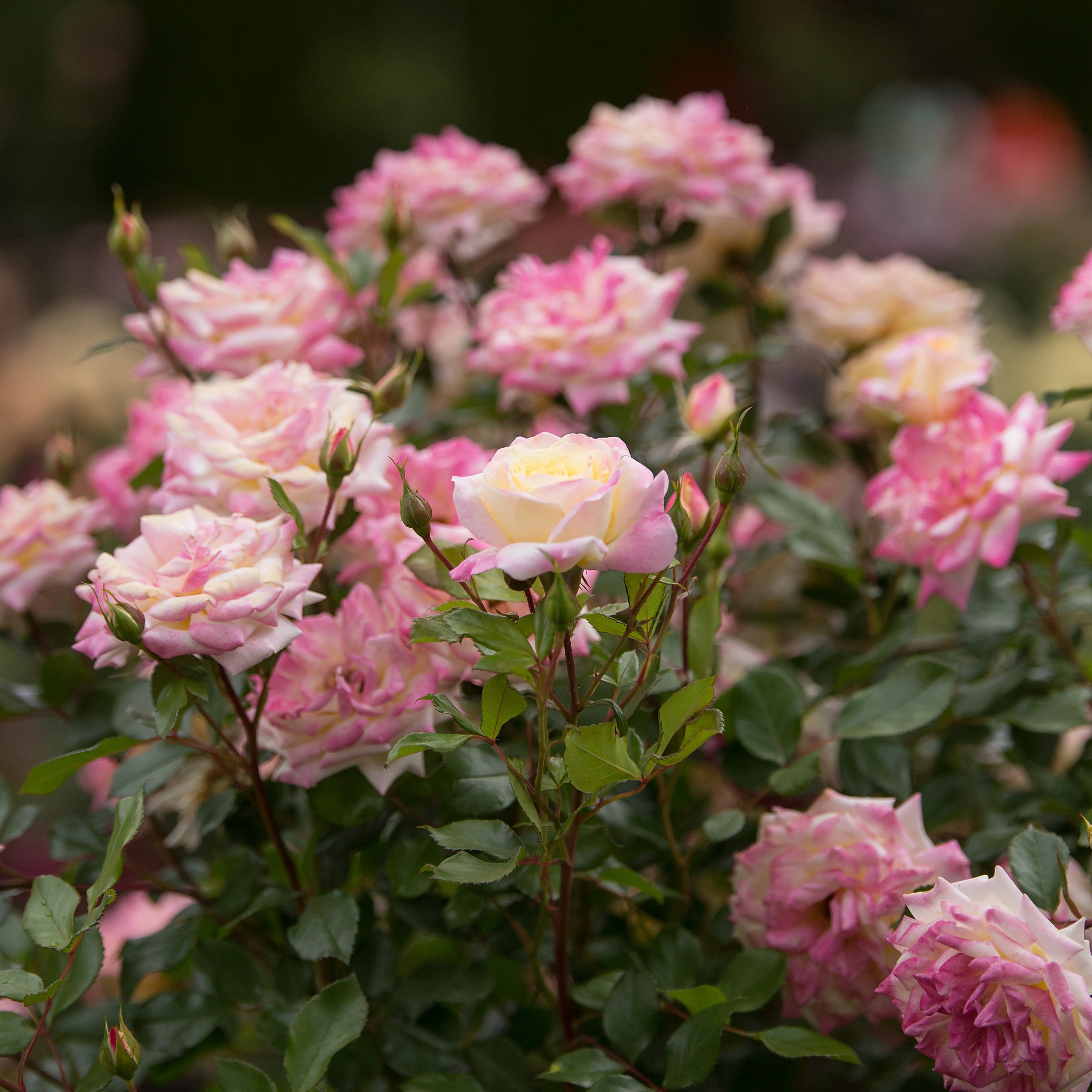 Rose - Music Box – SheyWest