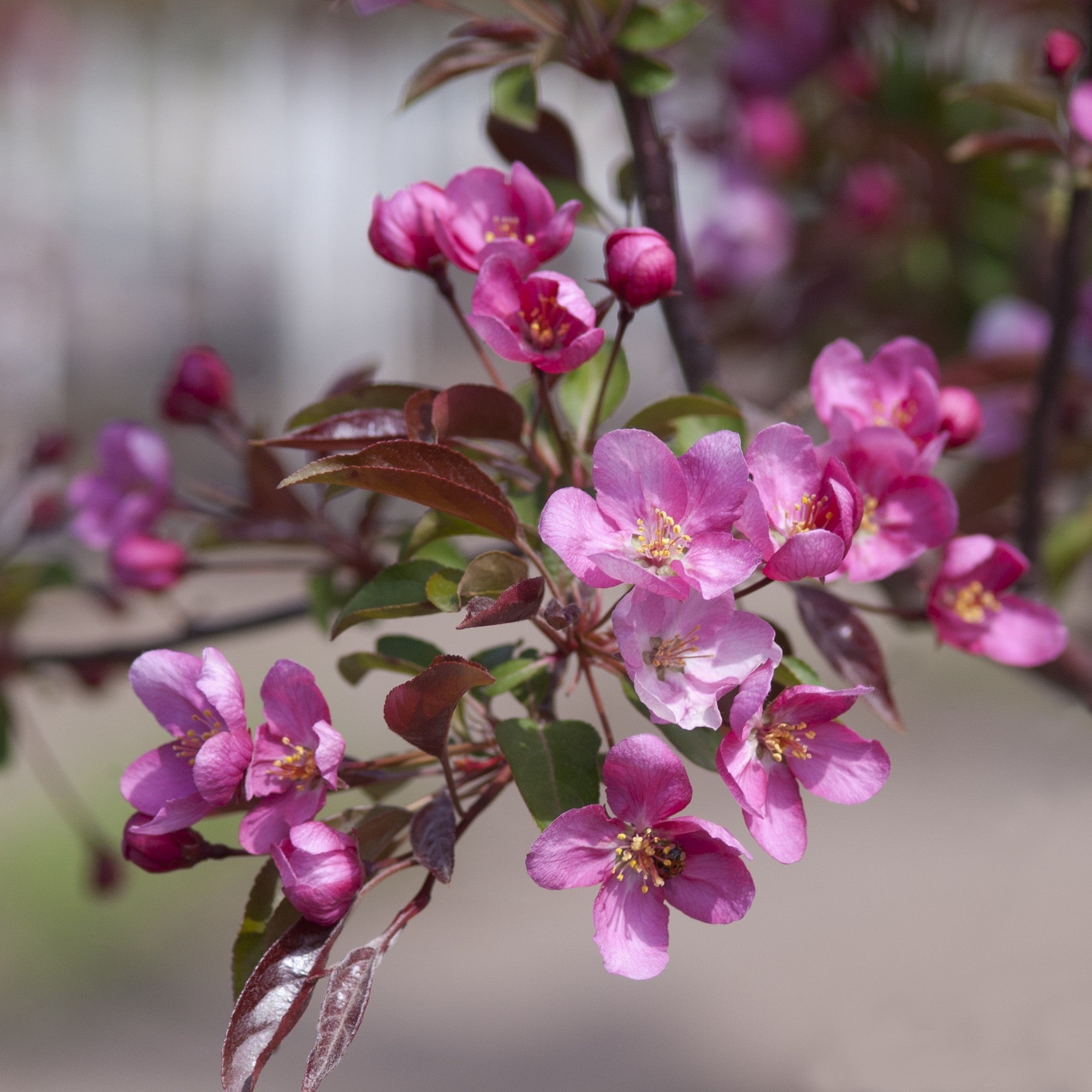Crabapple - Red Splendor – SheyWest