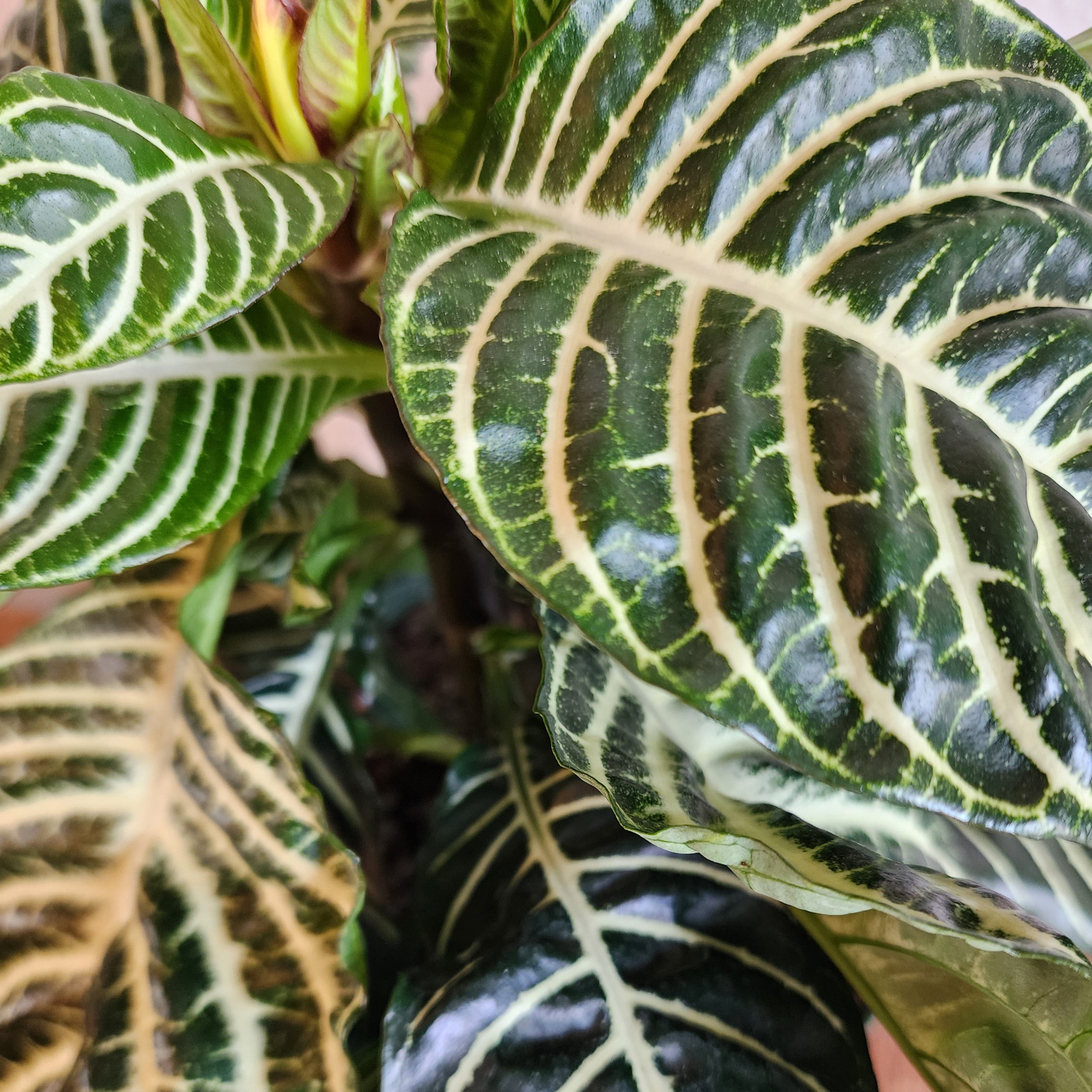 Zebra Plant – SheyWest