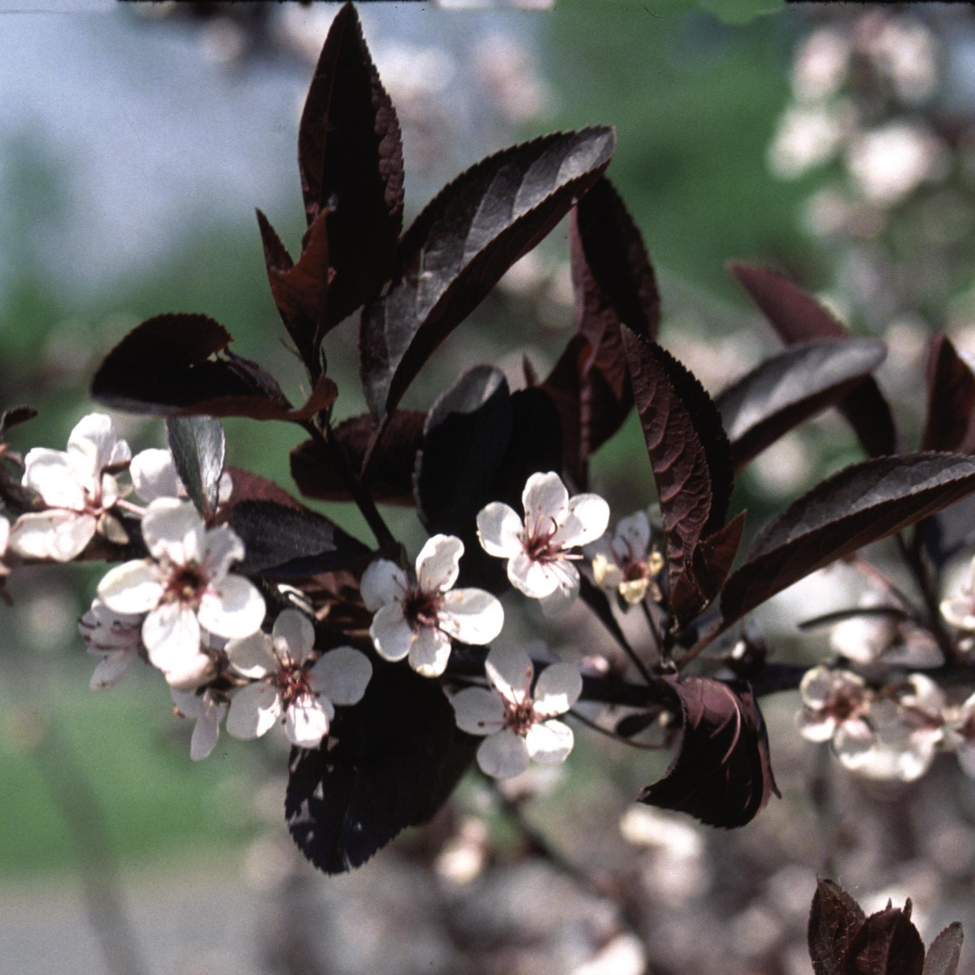 Sand Cherry Tree - Purpleleaf – SheyWest