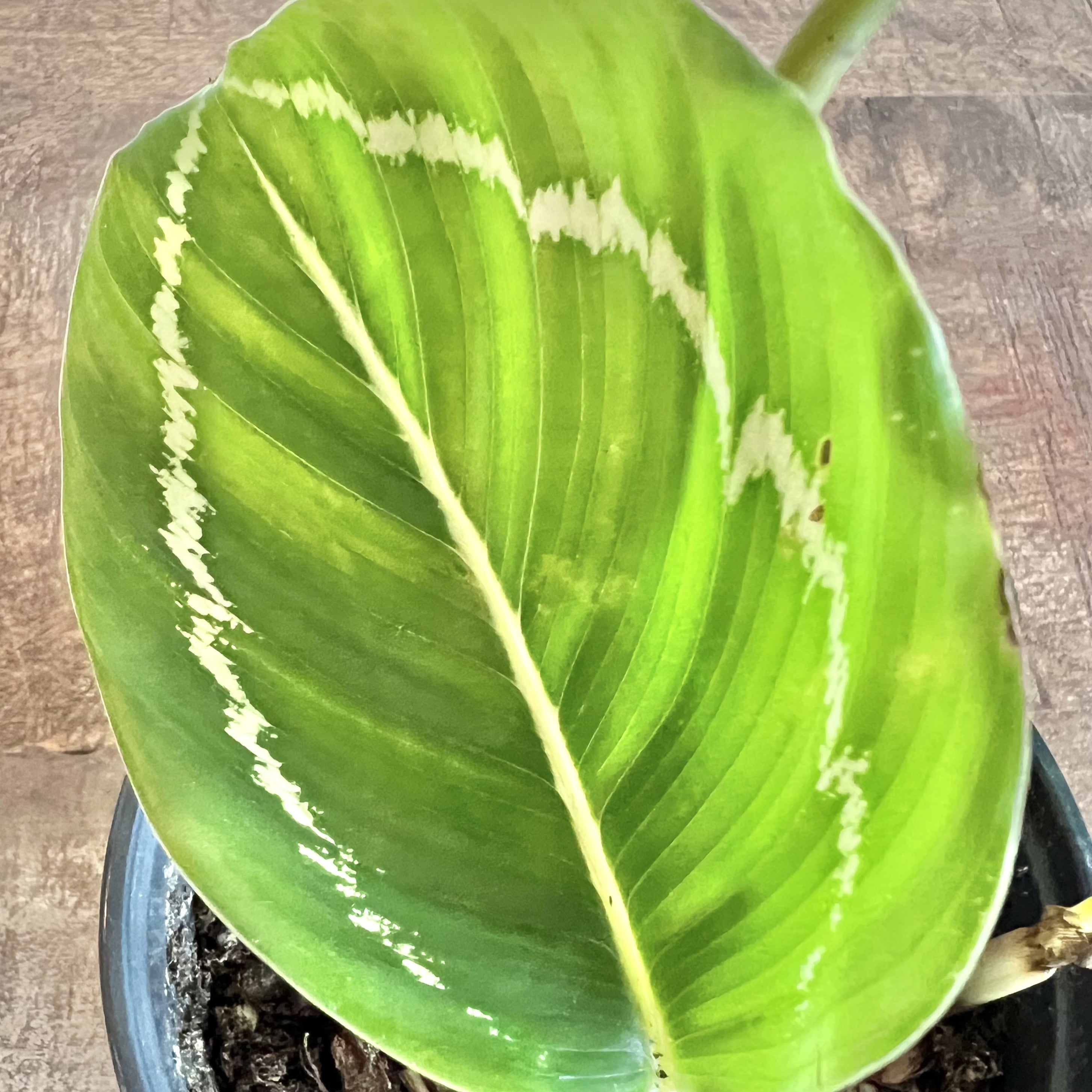 Calathea - Jungle Rose – SheyWest