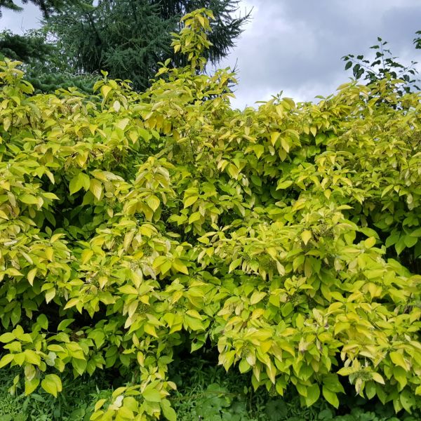 Dogwood - Garden Glow – SheyWest
