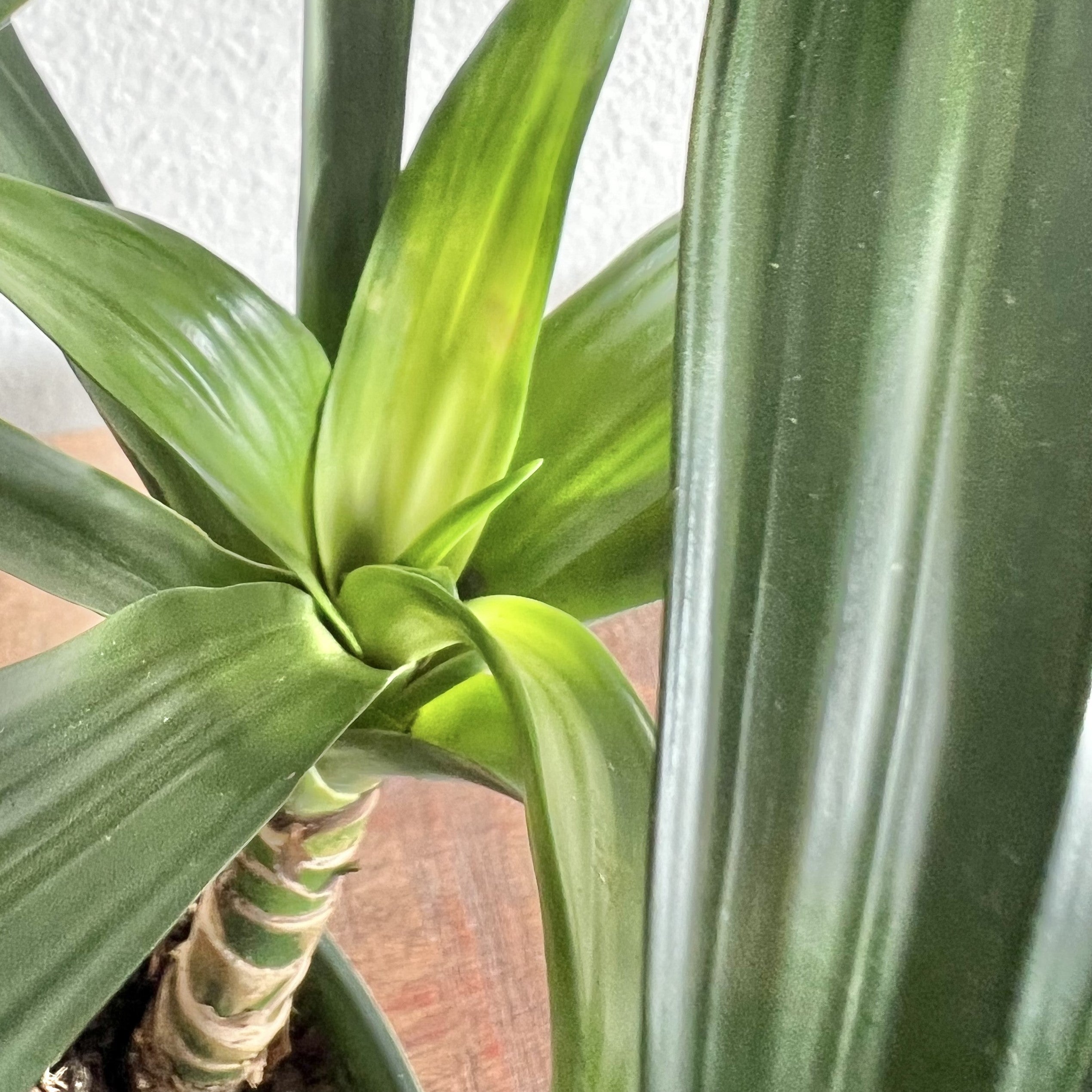 Dracaena - Rikki – SheyWest