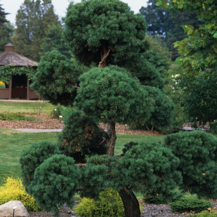 Pine - Scotch Topiary – SheyWest