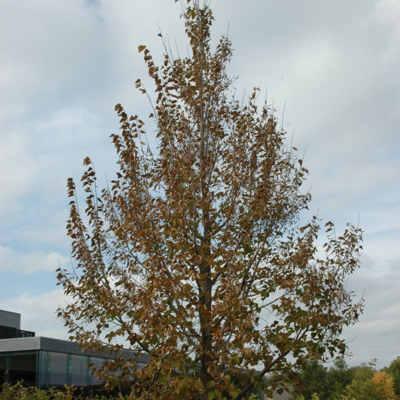 Linden - American Sentry – SheyWest