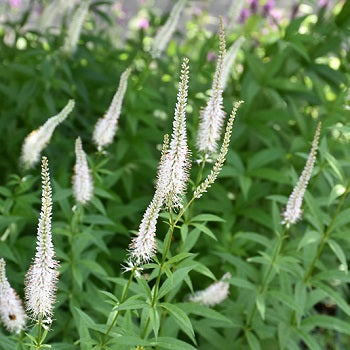 Native Plant - Culver's Root – SheyWest