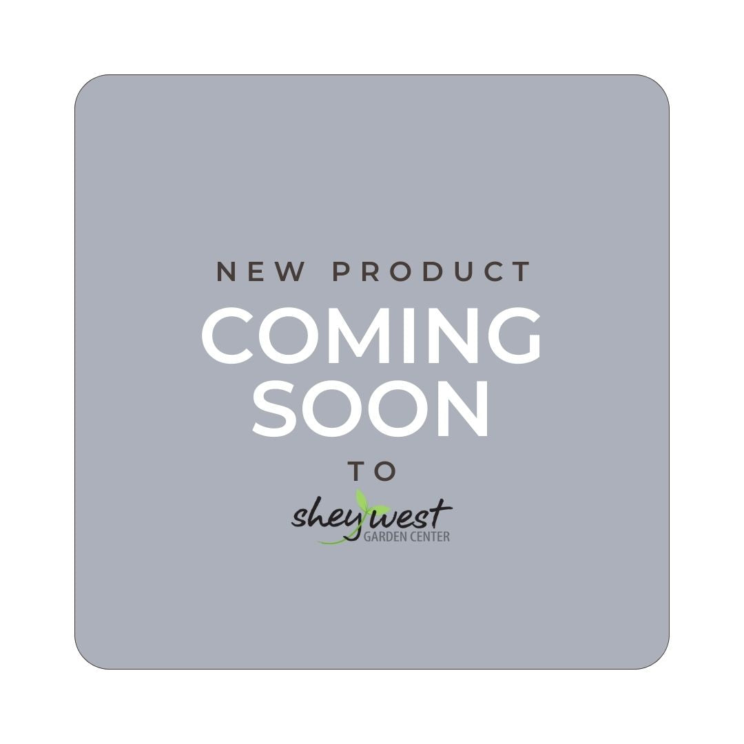 Flowering Plum - Princess Kay – SheyWest